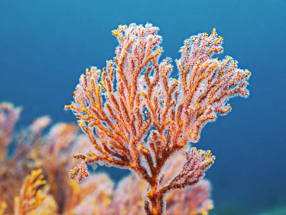 Top 10 des plus beaux récifs coraliens – Thalas Ocean